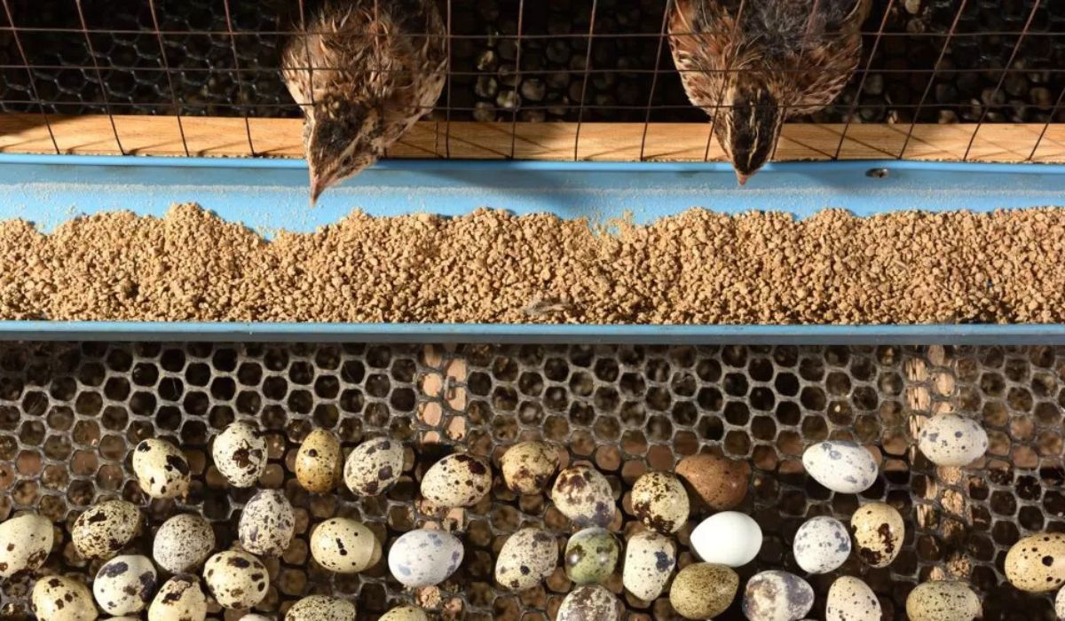 Nutrição Para Codornas - Mig-PLUS